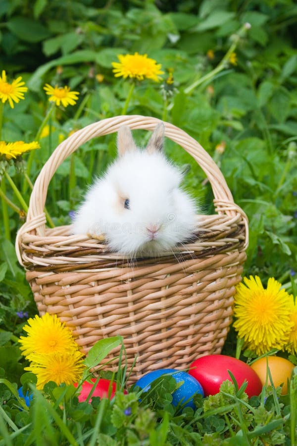 The rabbit and easter eggs stock image. Image of lagomorphs - 8680483