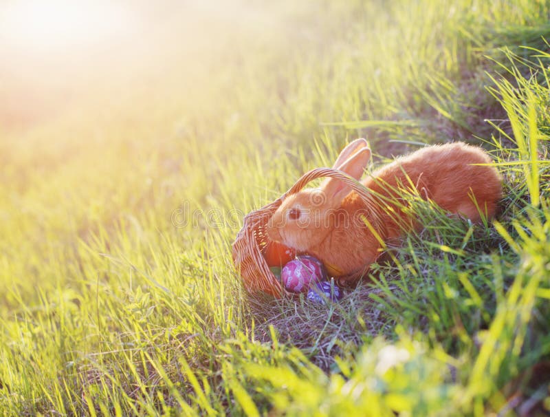 Rabbit with Easter eggs stock photo. Image of grass, fluffy - 84155136