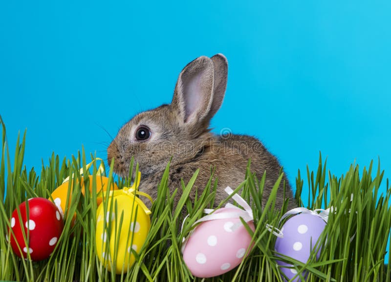 Rabbit and Easter Eggs in the Grass and Blue Sky Stock Photo - Image of ...