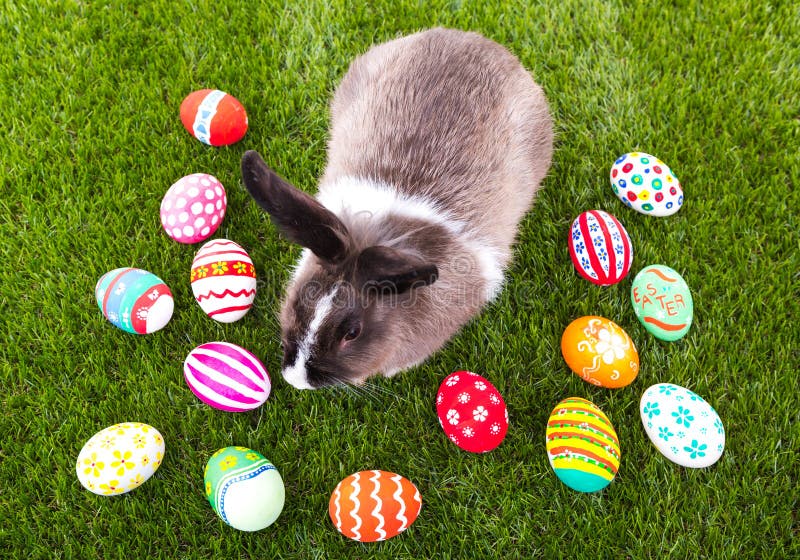 Rabbit and easter eggs stock image. Image of grass, friendly - 39669925