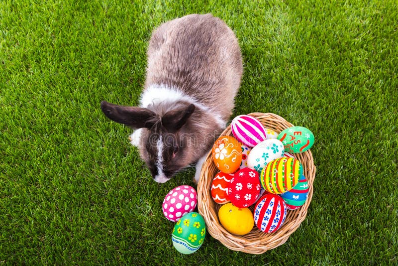 Rabbit and easter eggs stock image. Image of garden, colorful - 51041457