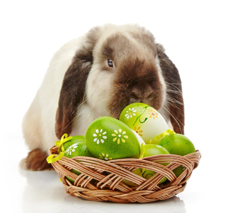 Fancy Rabbit and Easter Eggs Stock Image - Image of sitting, sweet ...