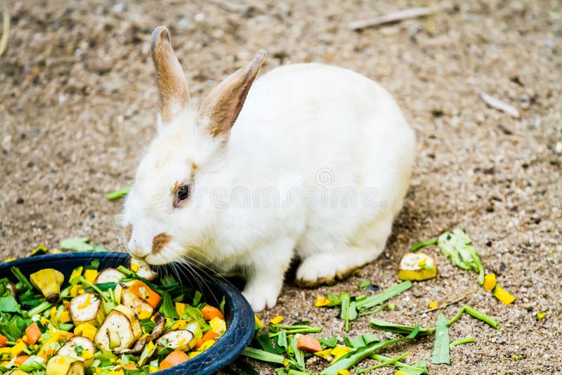 Rabbit eat vegetable stock image. Image of vegetable - 66019833