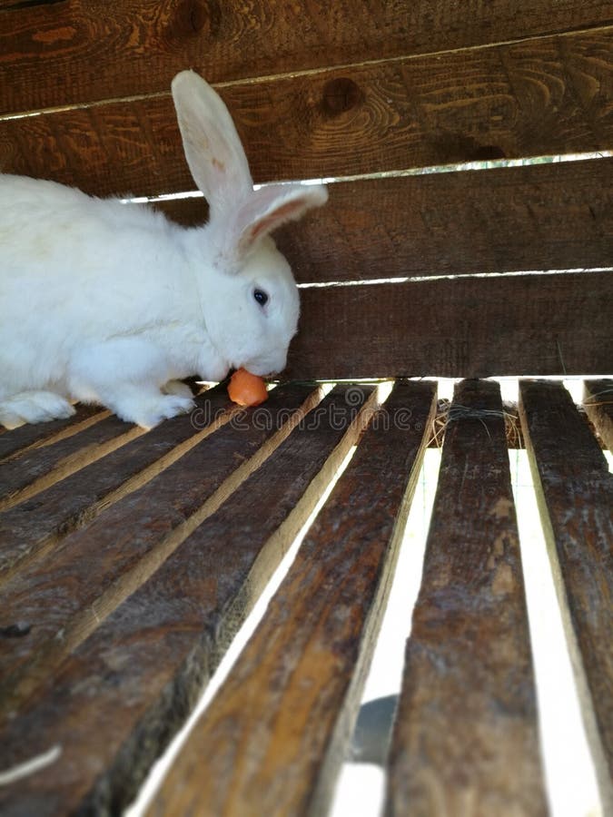 Rabbit stock photo. Image of rabbit, eatiing, white - 129685358