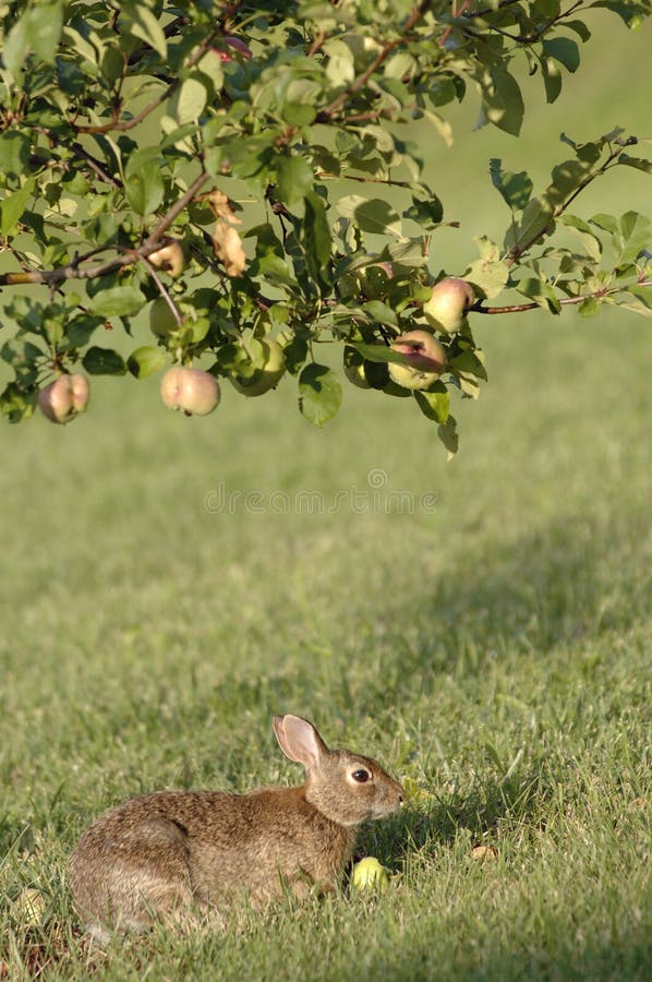 Rabbit eating an apple stock image. Image of easter, danger - 15506727