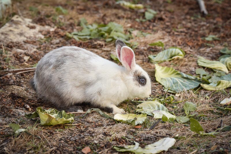 Man eating cabbage stock image. Image of blue, hungry - 26500997