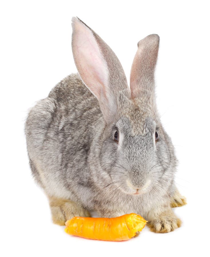 Rabbit eating carrot stock image. Image of funny, shot - 16238961