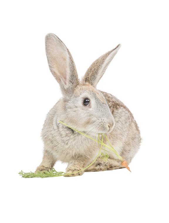 Rabbit eating carrot stock photo. Image of closeup, easter - 43150604