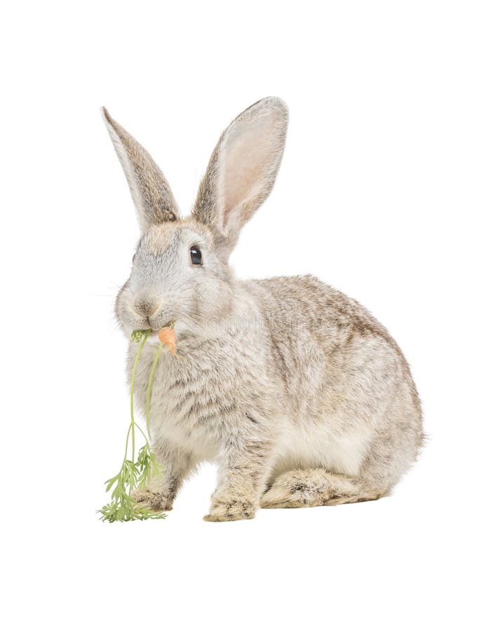 Gray rabbit stock photo. Image of clean, beauty, bunny - 41478654