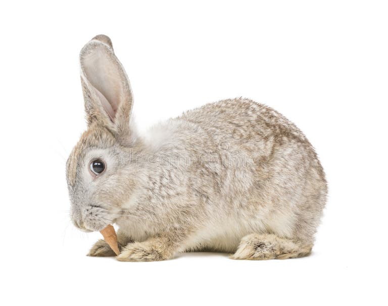 Rabbit eating carrot stock image. Image of easter, sitting - 43150613
