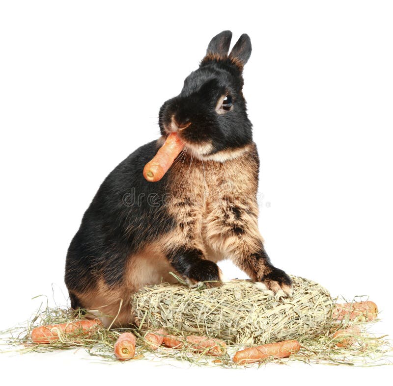 Grey rabbit is eating hay stock image. Image of clean - 32355375
