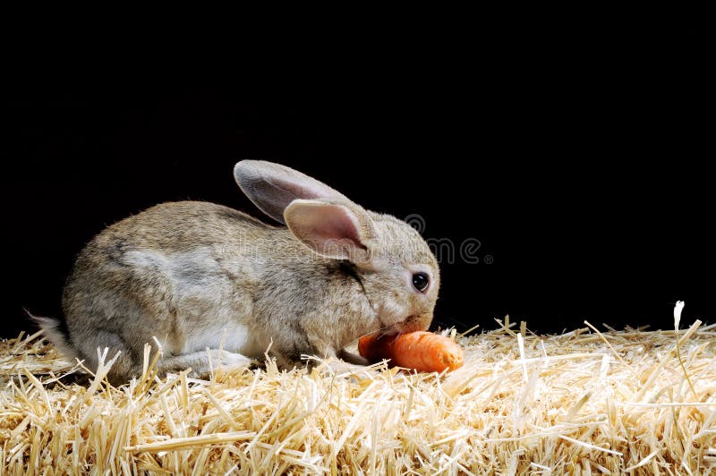 Rabbit eating a carrot stock photo. Image of domestic - 35703226