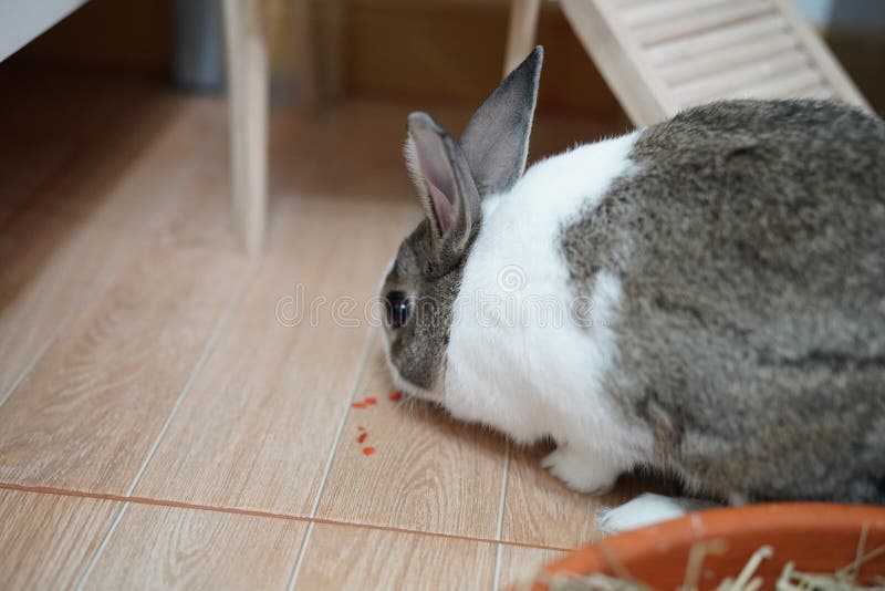 Rabbits eating carrots stock photo. Image of feeding, chews - 5427310