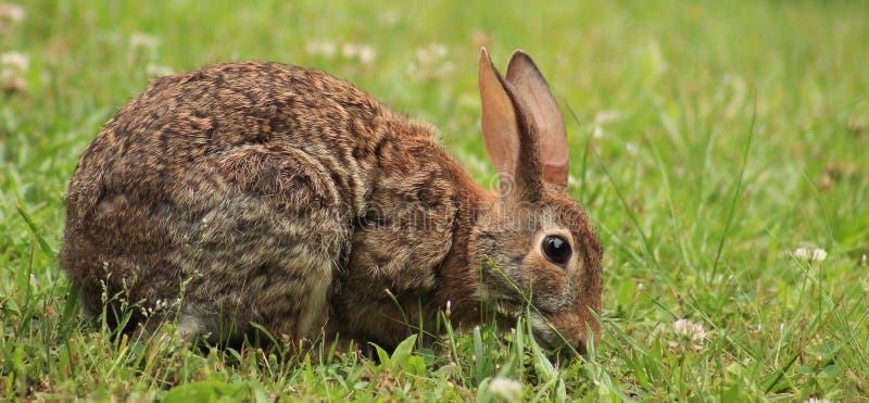 Rabbit eating clover stock image. Image of brown, rabbit - 75166133