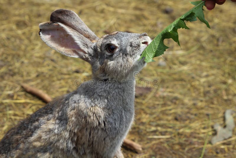 Rabbit stock photo. Image of portrait, light, animal - 81259788