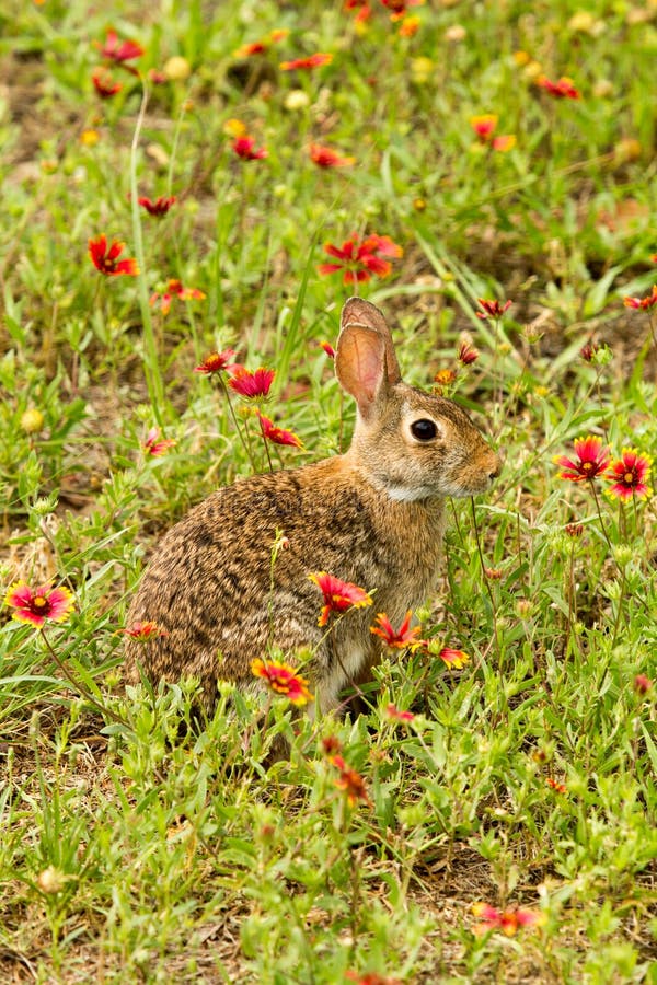 Rabbit stock image. Image of single, lone, bunny, field - 41595601