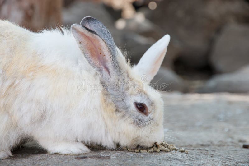 Rabbit eating food stock image. Image of food, green - 217595257