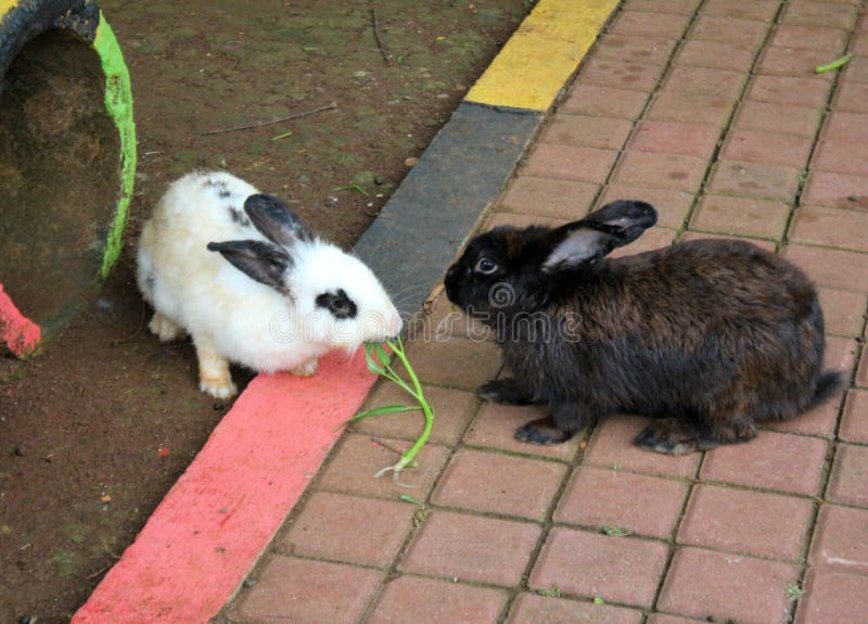 Rabbit Eating Food from a Persons Hand Stock Image - Image of home ...