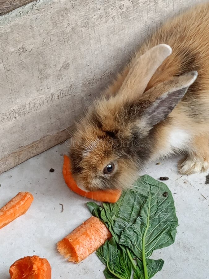 A Rabbit is Eating Fresh Carrots Stock Image - Image of rabbit, animal ...
