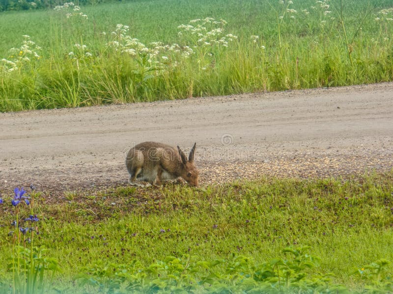 Rabbit stock image. Image of rabbit, side, brown, green - 51207941