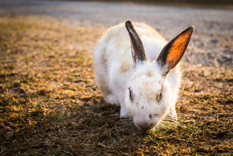 Rabbit eating grass stock photo. Image of grass, beige - 37991736