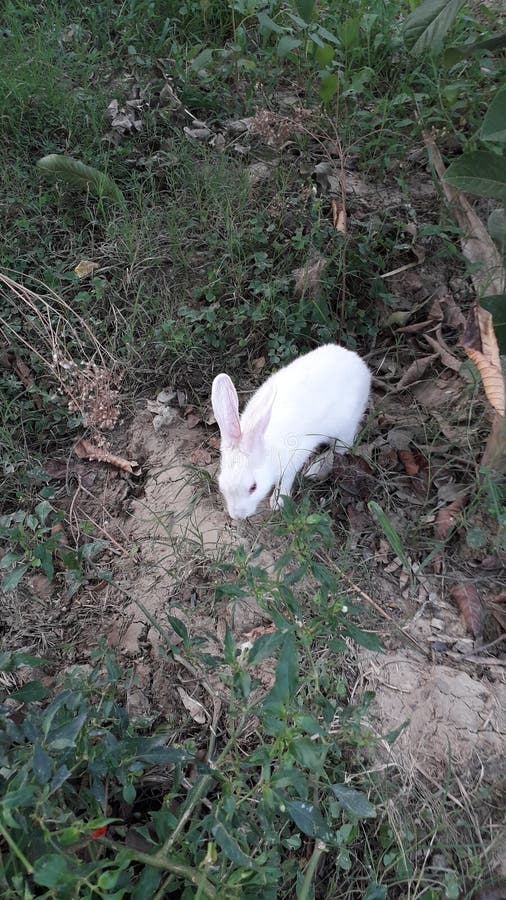 Rabbit Eating Grass in Garden Stock Photo - Image of garden, grass ...