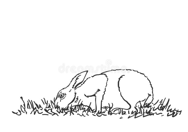 Rabbit Eating Grass Stock Illustrations – 613 Rabbit Eating Grass Stock ...