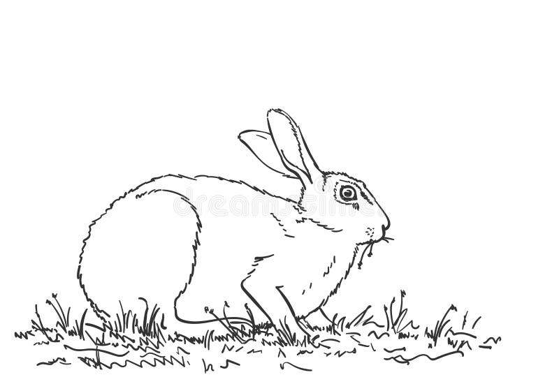 Rabbit Eating Grass Stock Illustrations – 1,667 Rabbit Eating Grass ...
