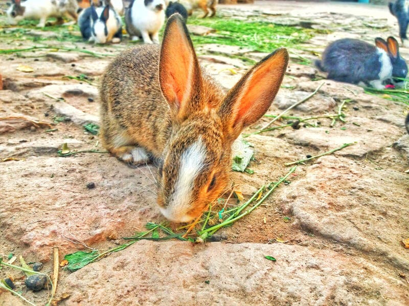 Rabbit stock photo. Image of meal, rabbit, eating, grass - 118568270