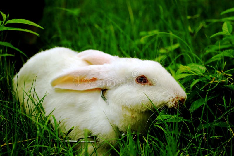 Rabbit eating grass stock photo. Image of eating, bunnie - 194523810