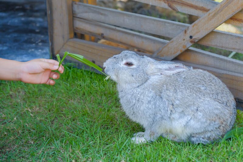 Rabbit eating grass stock image. Image of eating, animal - 144967339