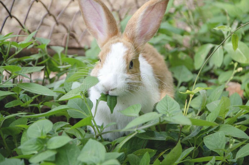Rabbit Eating Flowers Cherry Stock Photo - Image of anival, ears: 14596204