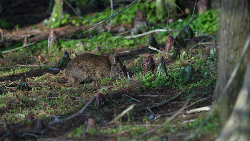 Rabbit Eating from Ground in a Forest, Surrounded by Green Plants and ...