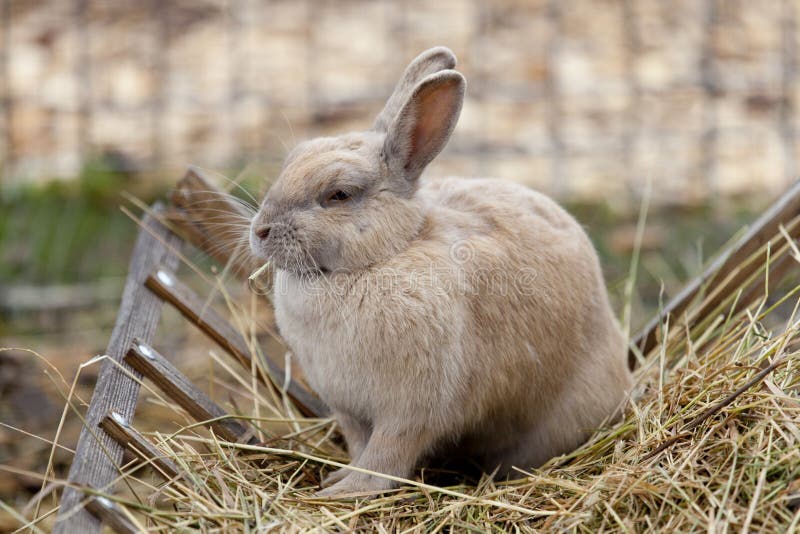 Rabbit eating hay stock image. Image of season, countryside - 79177001