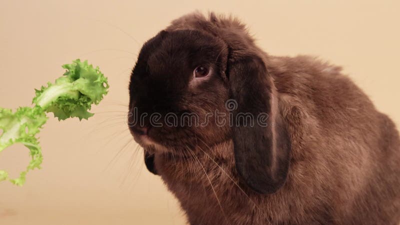 A Rabbit is Eating a Leafy Green Vegetable Stock Footage - Video of ...
