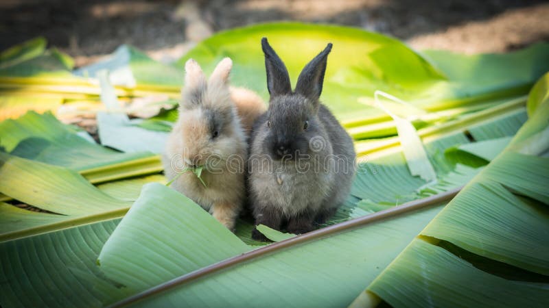 Young Rabbit Eating Leaves in the Garden Stock Photo - Image of cute ...
