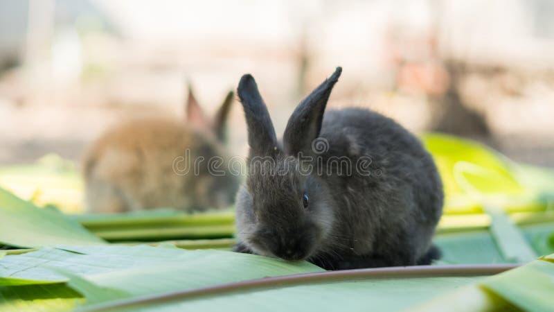 Young Rabbit Eating Leaves in the Garden Stock Photo - Image of young ...