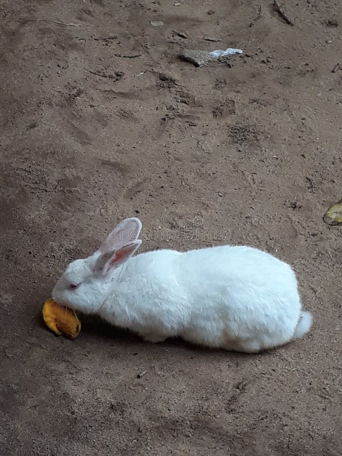 The Rabbit is Eating the Mango Stock Image - Image of puppy, squirrel ...