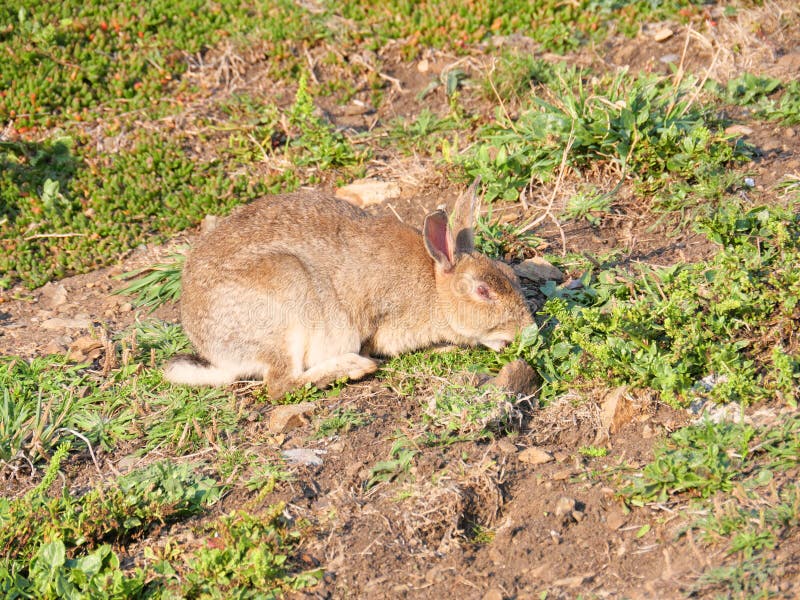A Rabbit Eating Plants of the Sparse Coastal Vegetation at Lizard Point ...