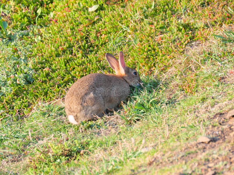 A Rabbit Eating Plants of the Sparse Coastal Vegetation at Lizard Point ...