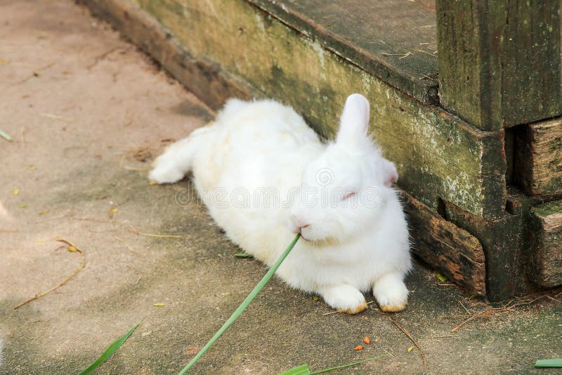 Rabbit eating rabbit food stock image. Image of easter - 78454111