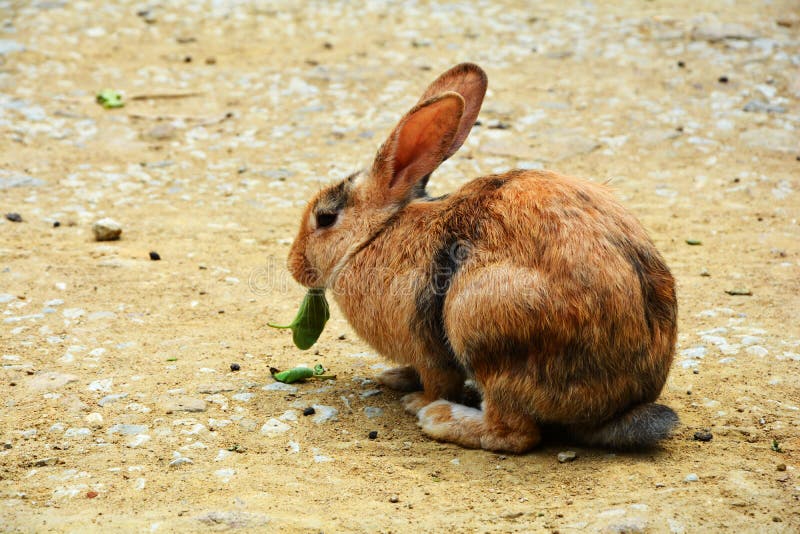 Rabbits eating stock photo. Image of cute, animal, nature - 43992598