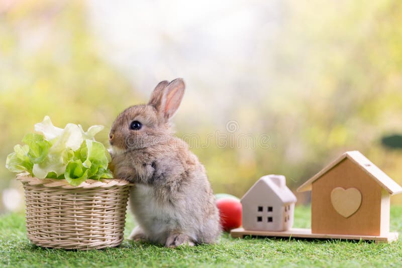 Rabbit Eating Vegetable. Lovely Brown Rabbit. Small Rabbits in the ...