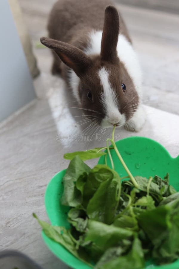 The Rabbit is Eating Vegetables Stock Photo - Image of rodent, wildlife ...