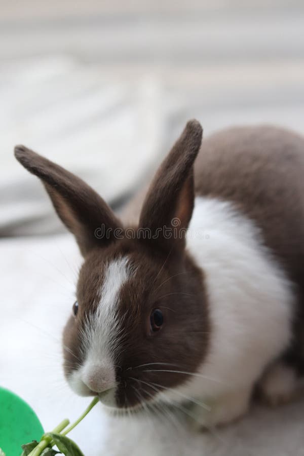 The Rabbit is Eating Vegetables Stock Photo - Image of animal, mamals ...