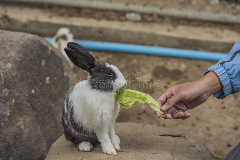 Rabbit eating vegetables. stock image. Image of ears - 65812421