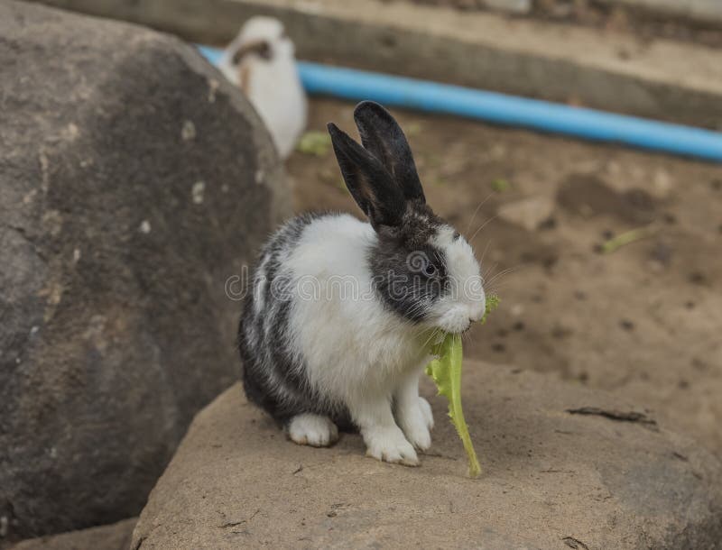 Rabbit eating vegetables. stock image. Image of ears - 65812421