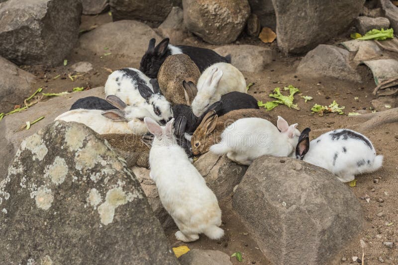 Rabbit eating vegetables. stock image. Image of outdoor - 65812527