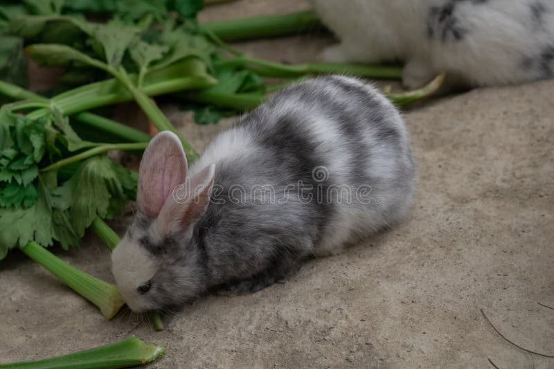 Rabbit eating vienna zoo stock photo. Image of vienna - 271046676