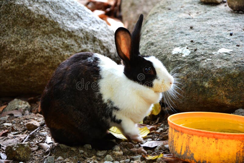 Rabbit eating water stock photo. Image of fruits, food - 43992822